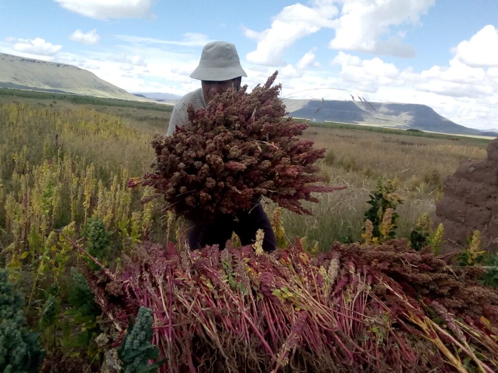 Traditional Agriculture – The Quinoa Museum