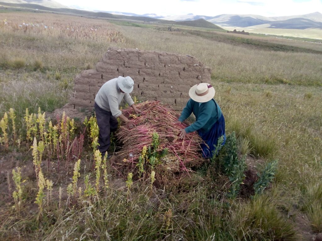 Traditional Agriculture – The Quinoa Museum